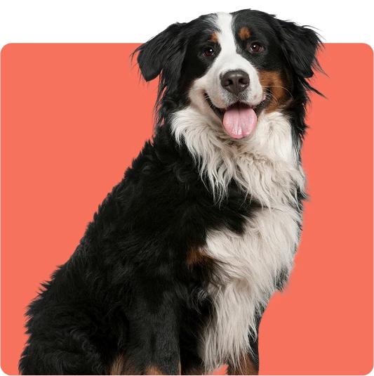 Marcas super premium para perros en Chile | Cannae