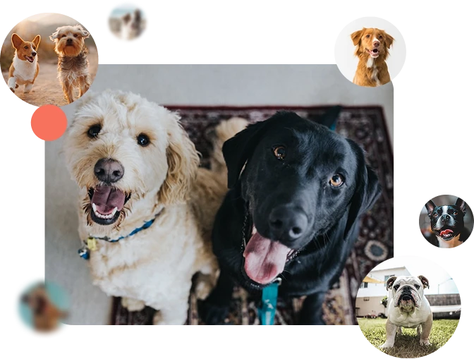 Marcas super premium para perros en Chile | Cannae